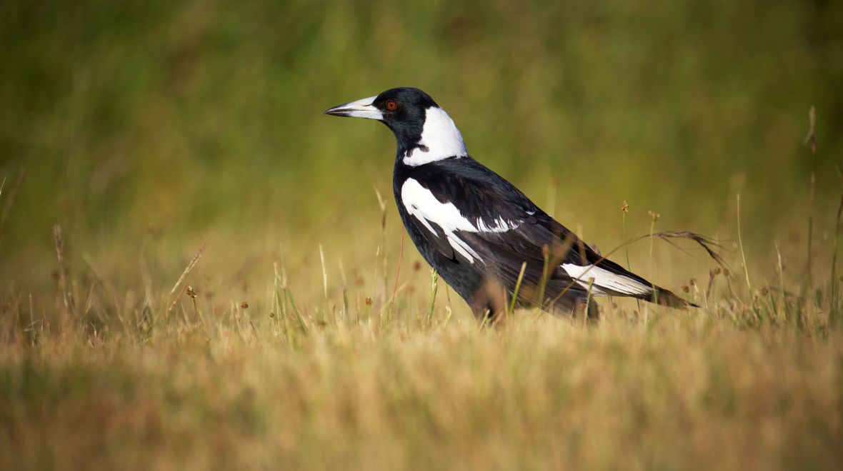 Swooping Birds on Campus | Australian National University
