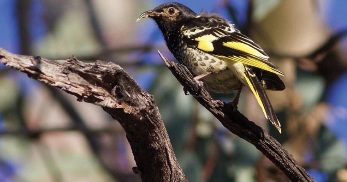 The world’s most extraordinary birds | Australian National University
