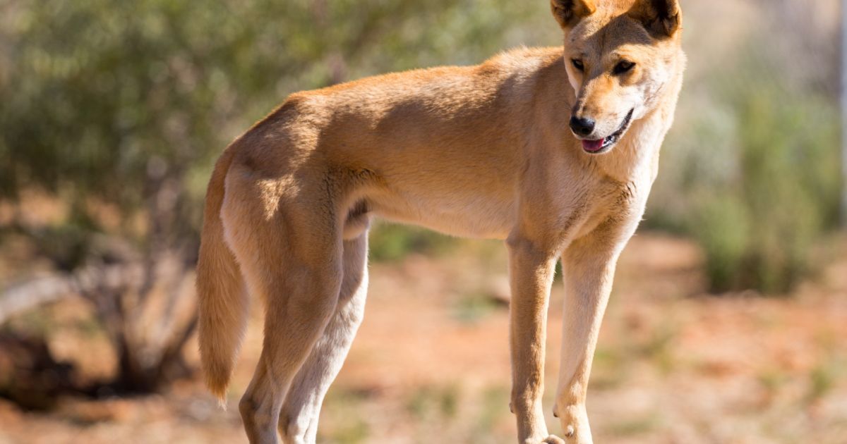 Ancient DNA study sheds new light on dingo ancestry | Australian ...
