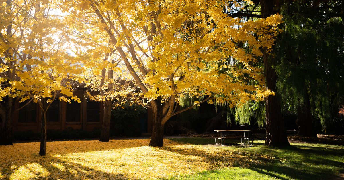 Message from the Provost - Renew ANU Update | Australian National ...