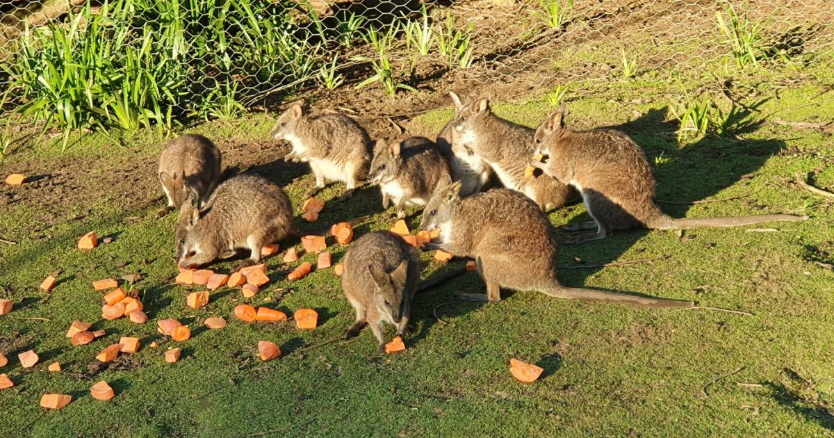 Urgent action needed to protect the Parma wallaby | Australian National ...