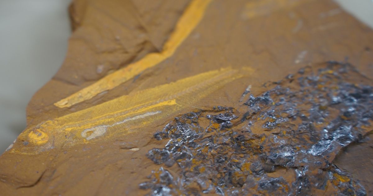 Scientists discover 15 million-year-old Australian fish fossil ...