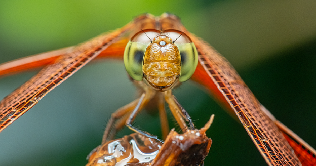Dragonfly Thinking – one year later | Australian National University
