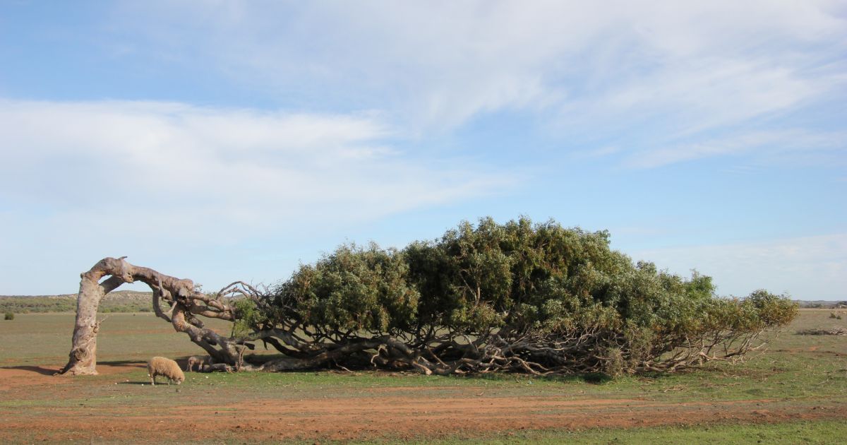 Yamatji Land Estate identified as premier location for clean energy ...