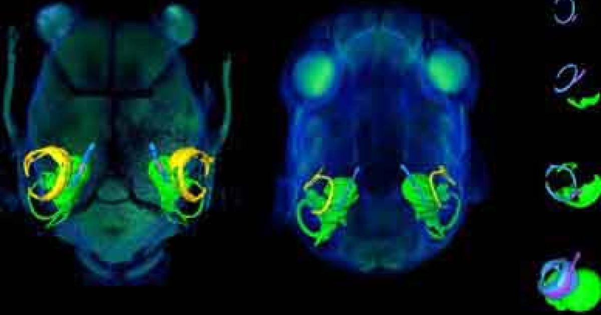Bat study turns evolutionary history on its ear | Australian National ...