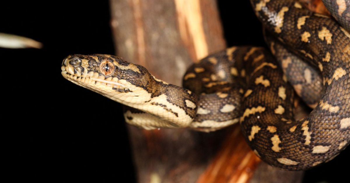 Australian woman found with python parasite in her brain | Australian ...