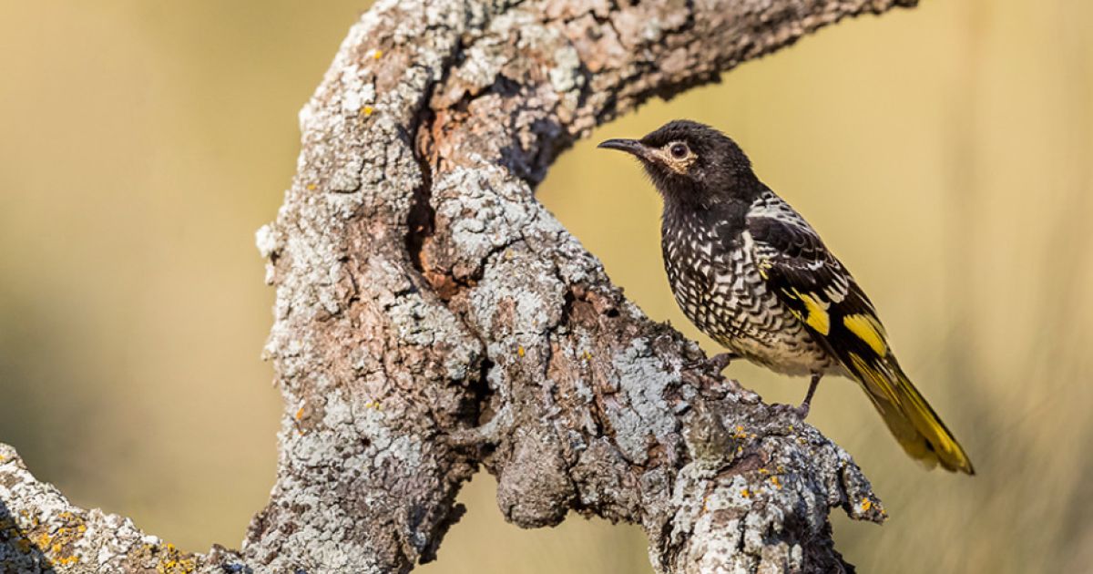 Providing a lifeline for Australia’s most ‘difficult’ birds ...