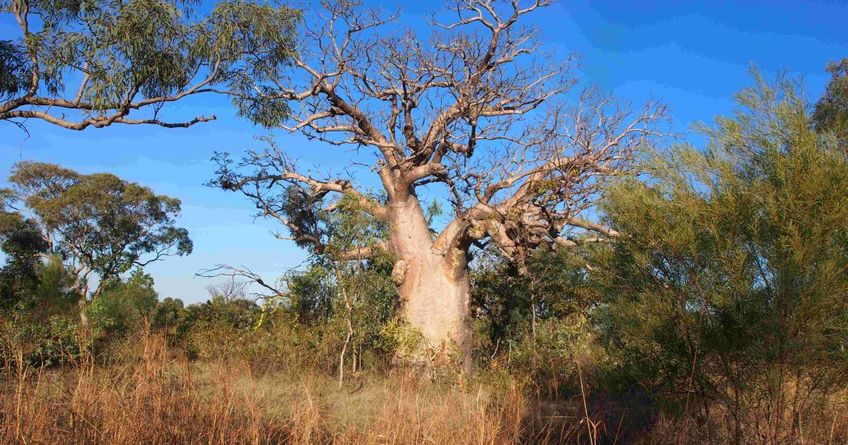The lost Australian stories etched in iconic ancient trees | Australian ...