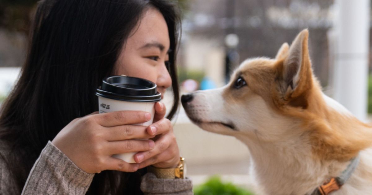 Corgi brings cheer to campus | Australian National University