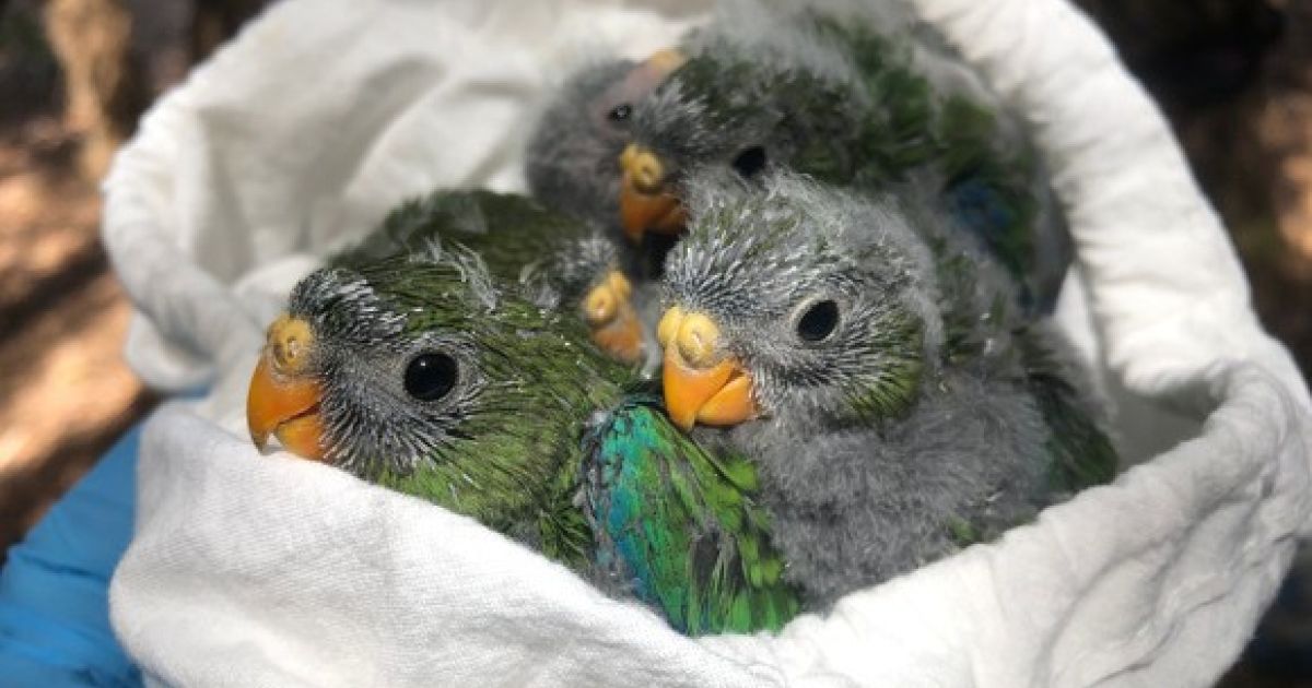 Study shows the cost of captivity | Australian National University