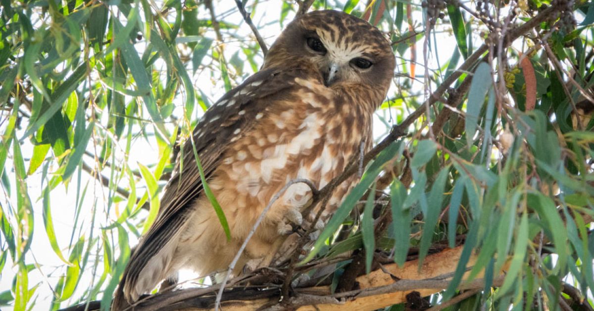 VC's update – Financial health forums and campus critters | Australian ...