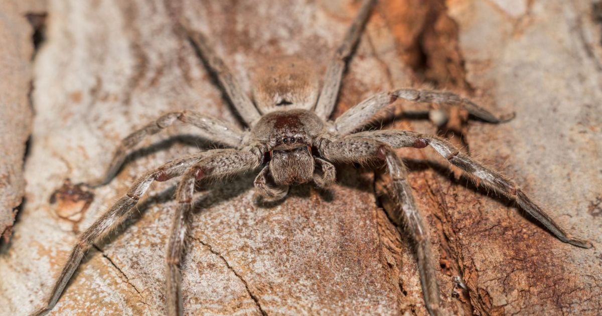 Big brains bring change: inside the social life of spiders | Australian ...