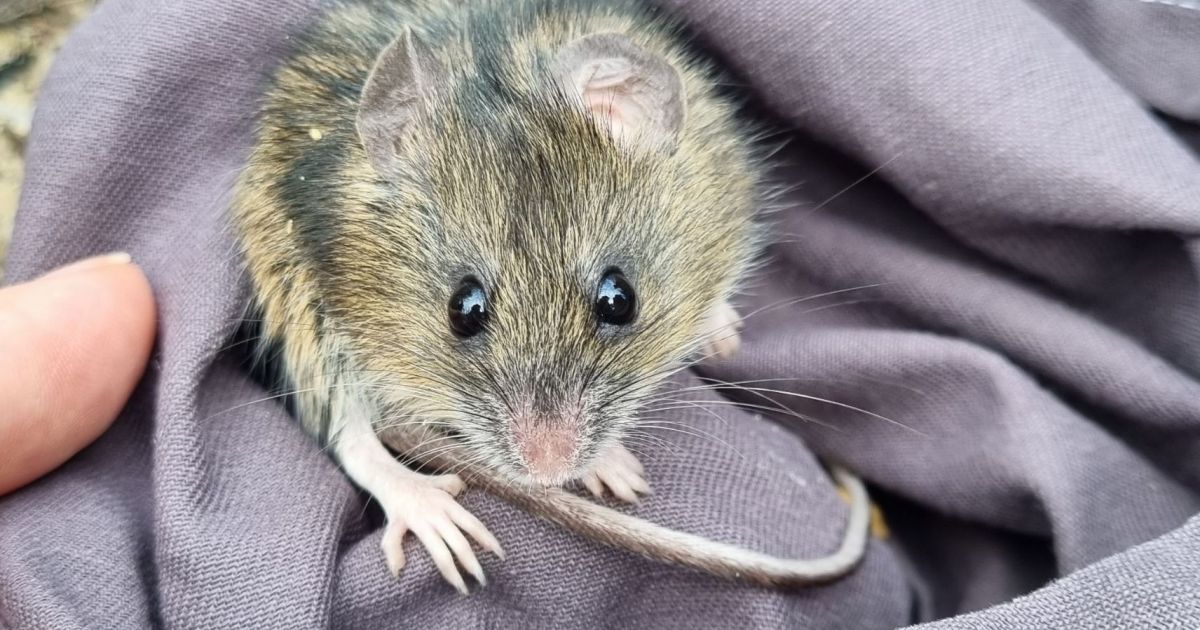 Study maps plan to save native rodent from extinction | Australian ...