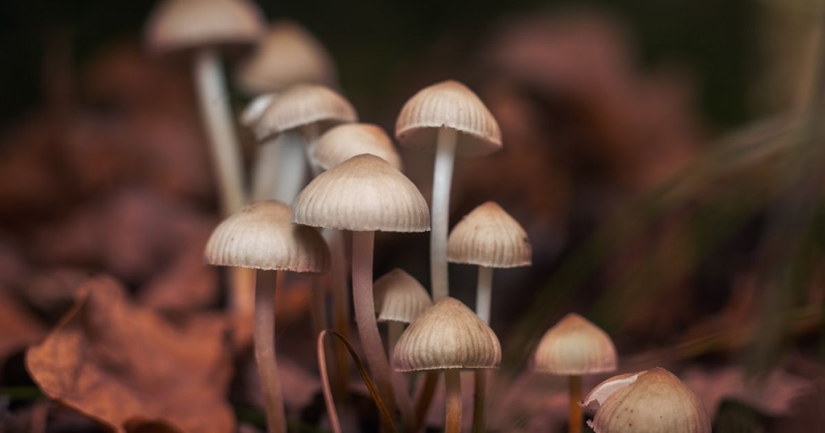 Use of psychedelic based therapy for depression and PTSD | Australian ...