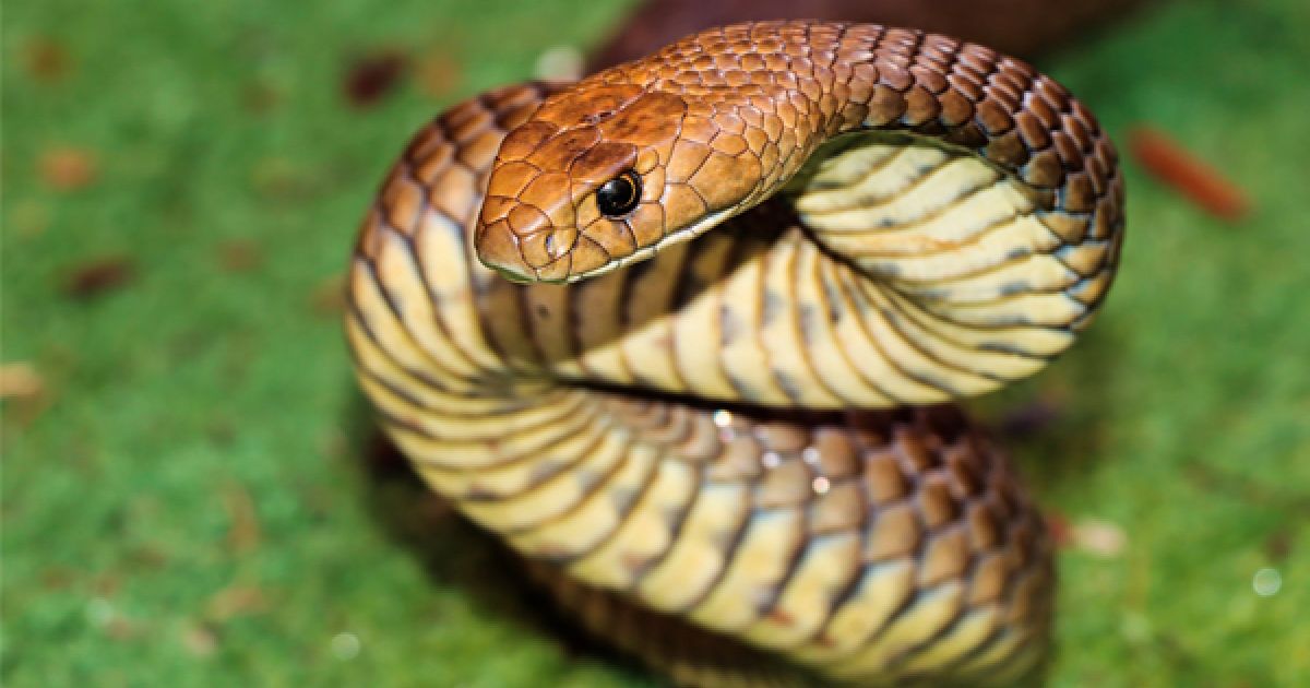 Seeing Snakes Differently? A Ngunnawal and Socio-Ecological Perspective ...