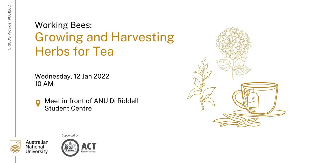ANU Working Bees: Growing and Harvesting Herbs for Tea | Australian ...